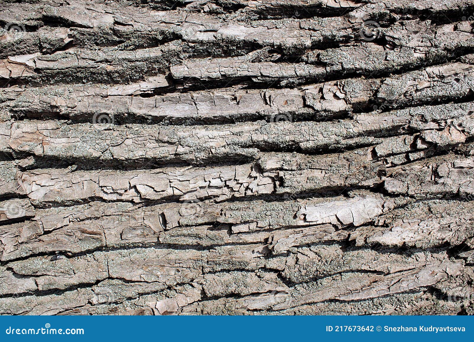 Abstract Texture of Tree Bark. Drawing Horizontally. Stock Photo ...