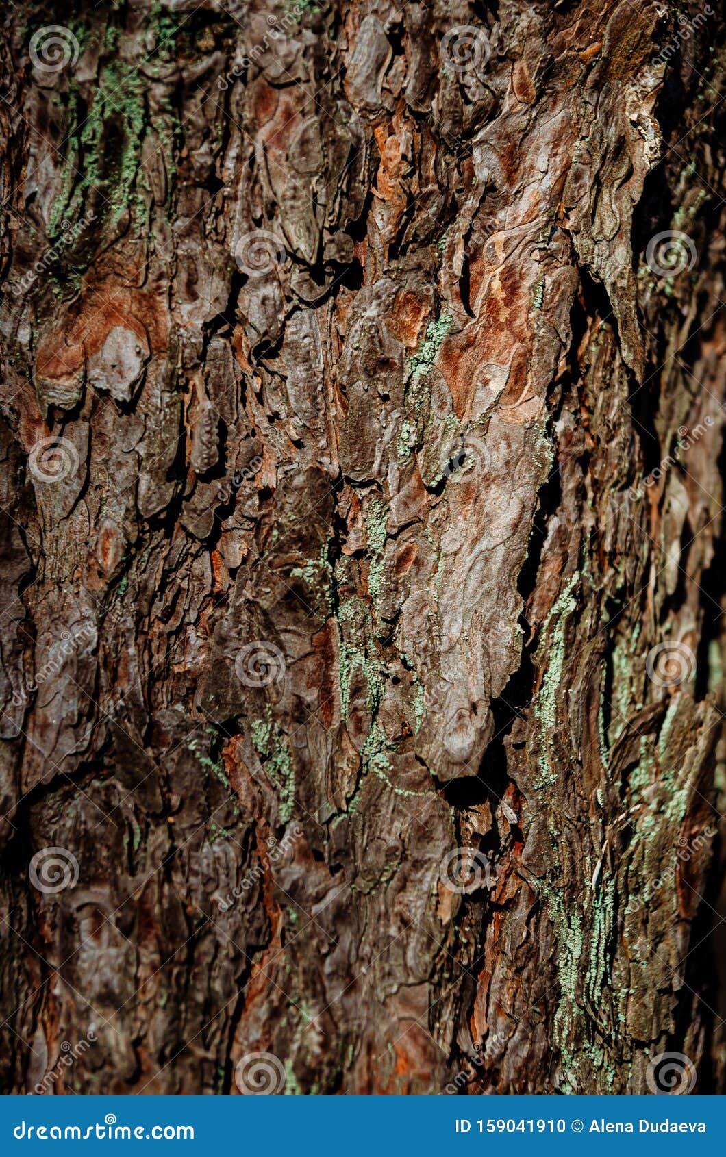 Abstract Texture - Tree Bark. Tree Bark in the Forest in Natural ...