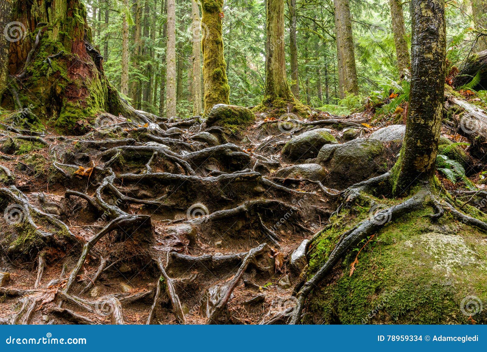 Crowded Roots Stock Photos - Free & Royalty-Free Stock Photos from ...