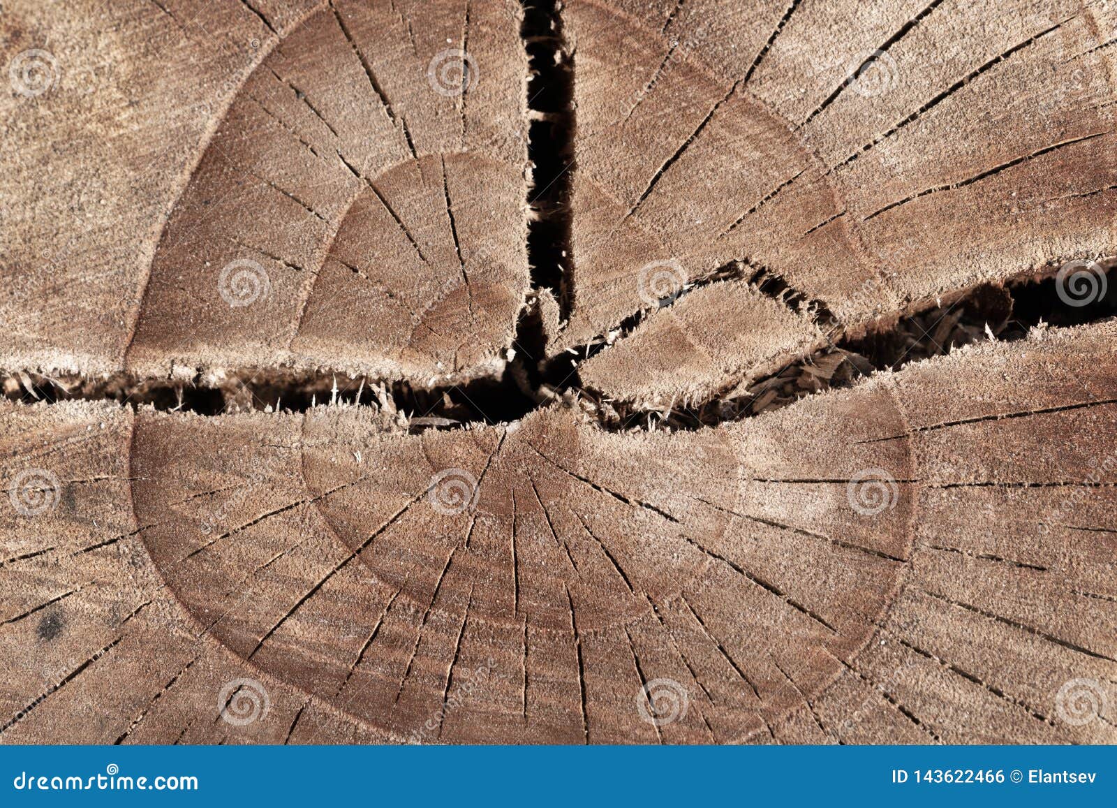 Abstract Texture of Tree Stump, Crack Wood Ancient Foto de archivo ...