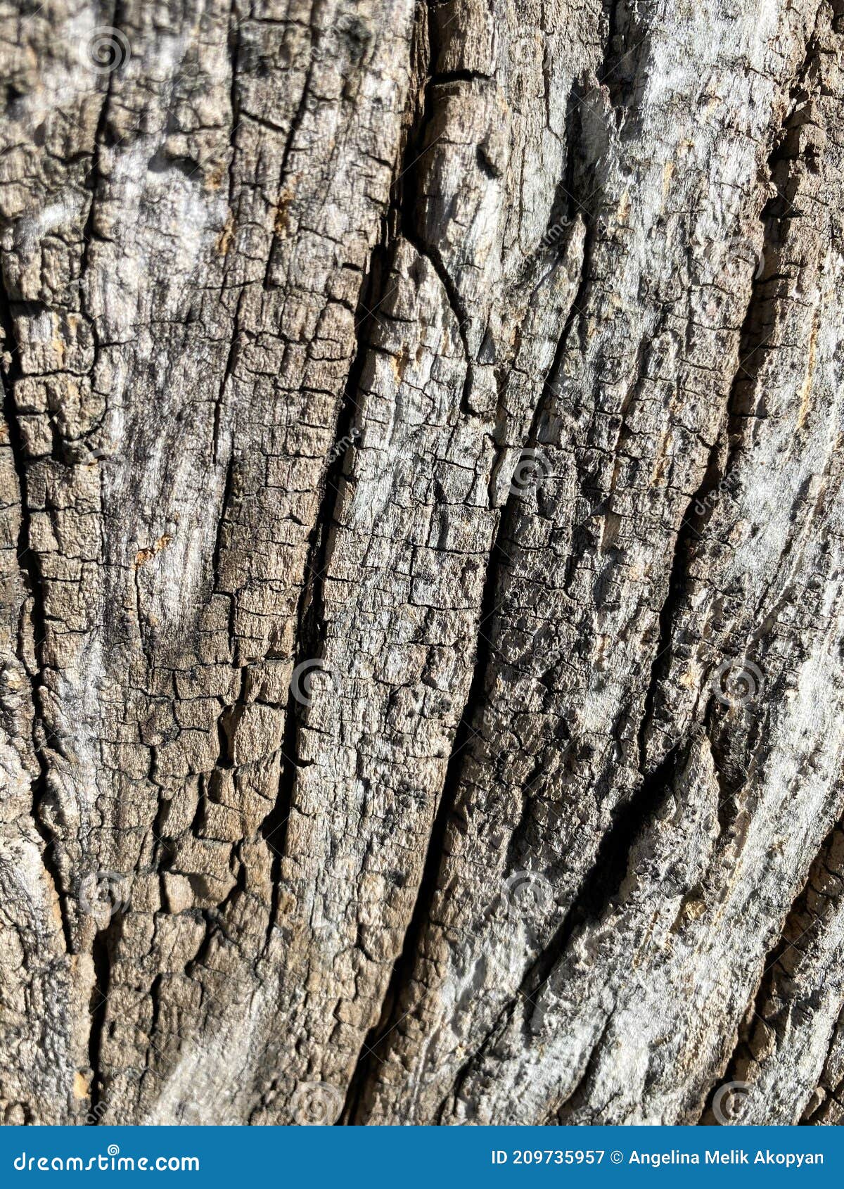 Abstract Texture of the Tree Trunk Stock Image - Image of park, plant ...