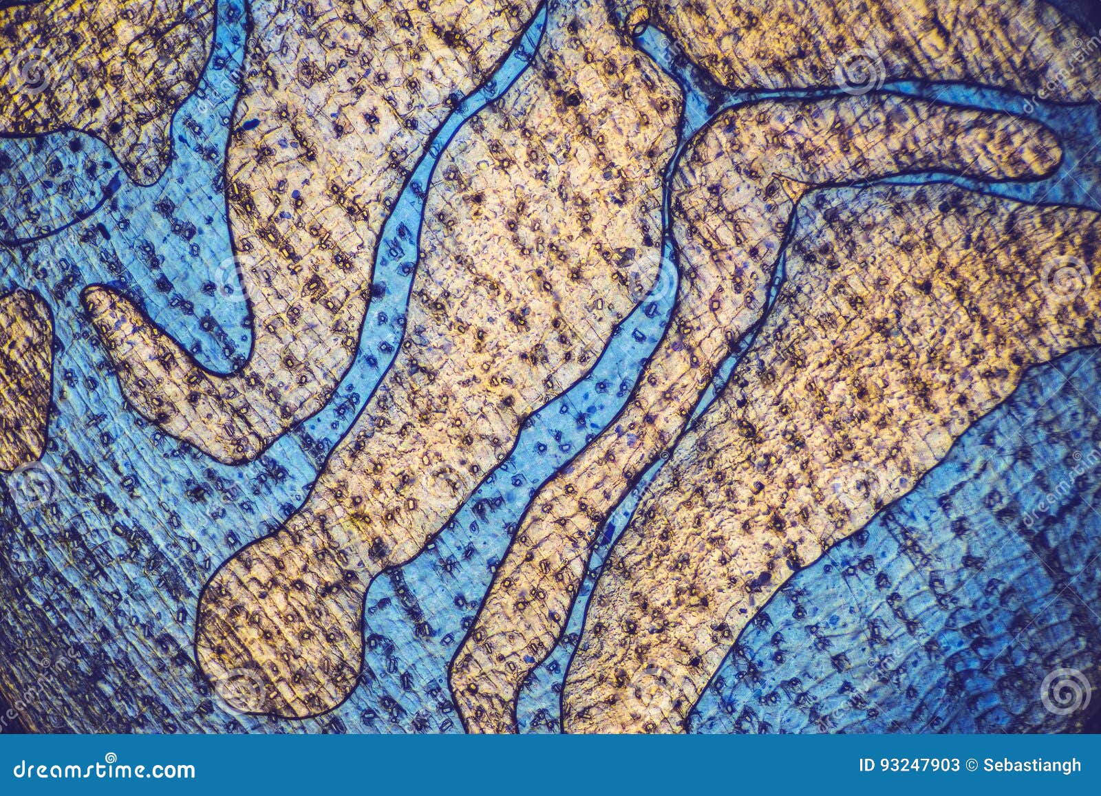 Abstract Texture Under Microscope Stock Image - Image of membrane ...