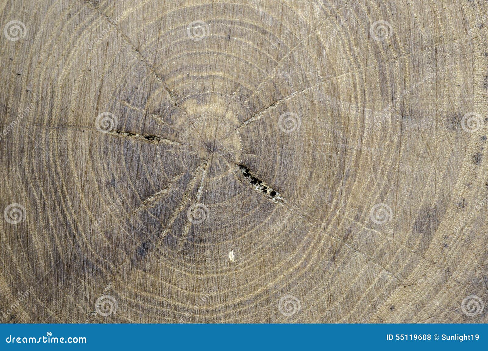 Abstract, Texture in the Wood of a Tree Elm Stock Photo - Image of ...
