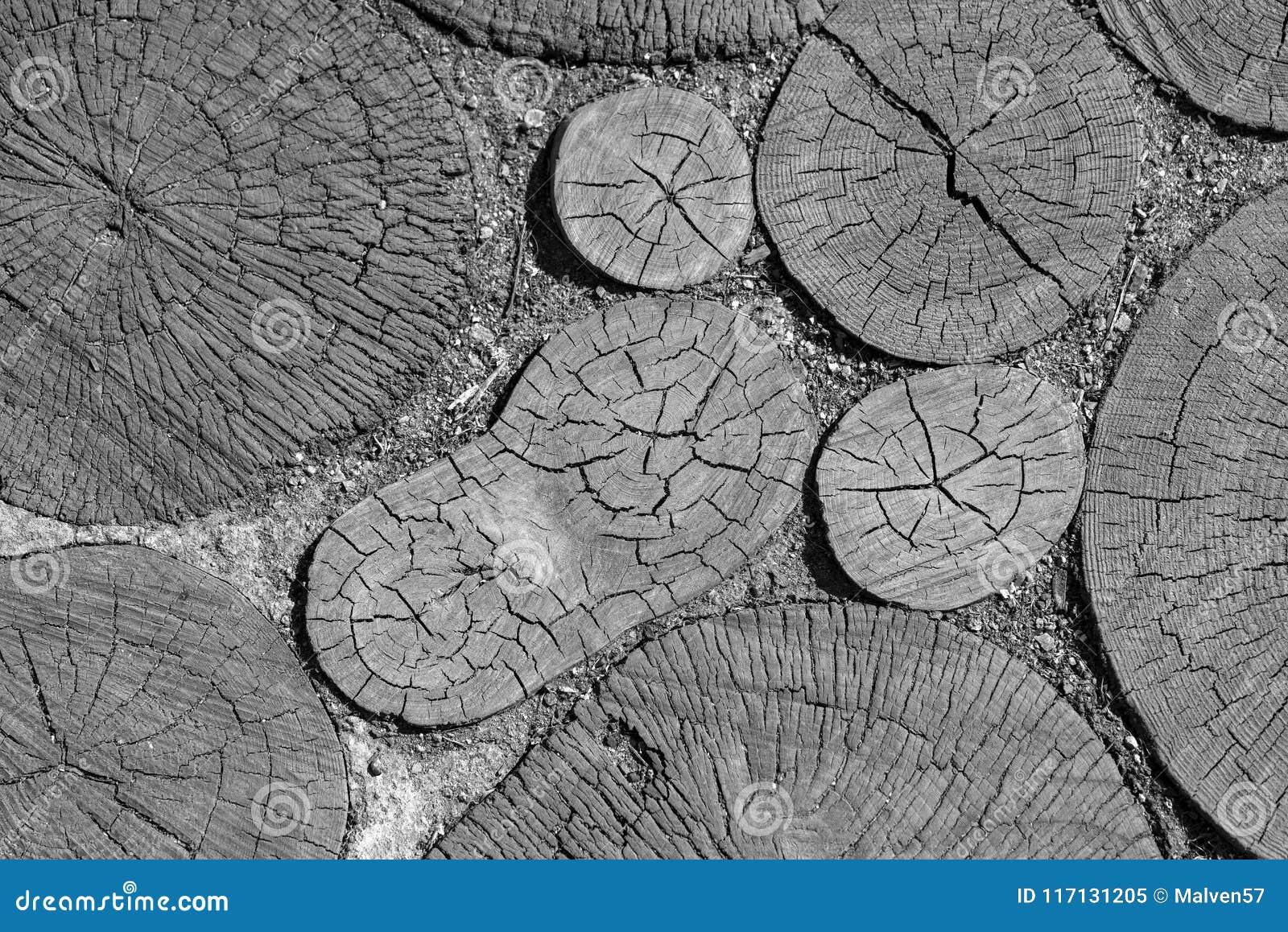 Abstract Texture of a Wooden Cut Stock Image - Image of stump, texture ...