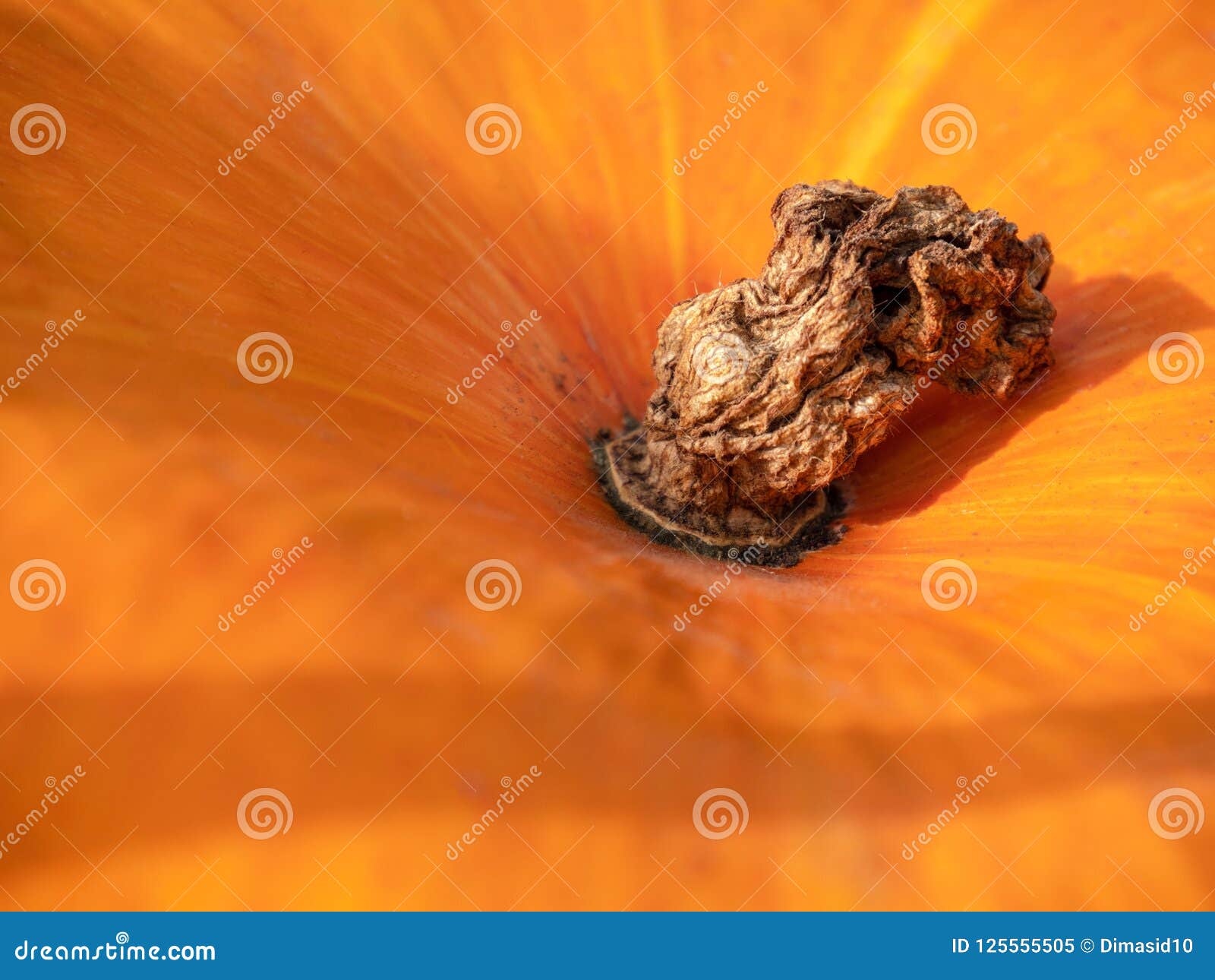 Orange Pumpkin Texture. Close Up Stock Image - Image of festival ...