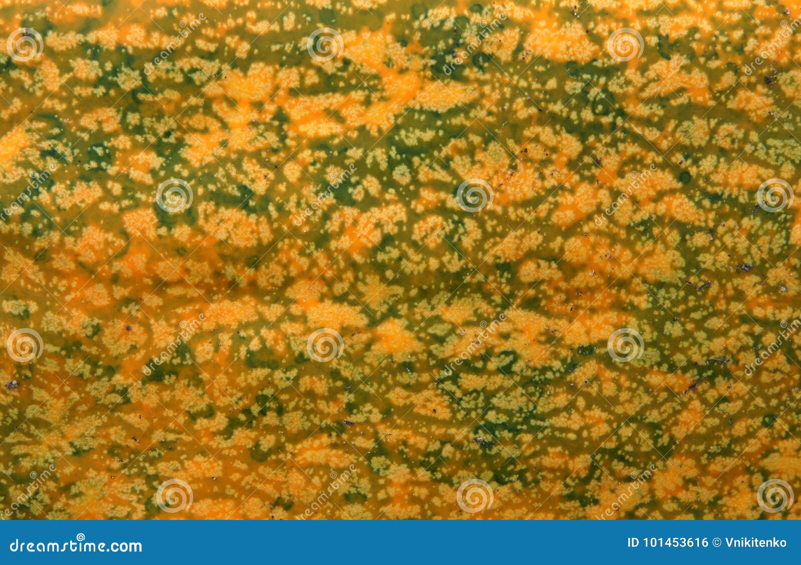 A Pumpkin Skin stock photo. Image of texture, plant - 101453616