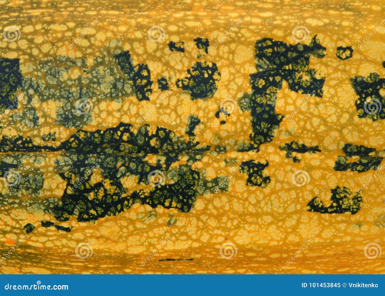 A Pumpkin Skin stock image. Image of halloween, natural - 101453845