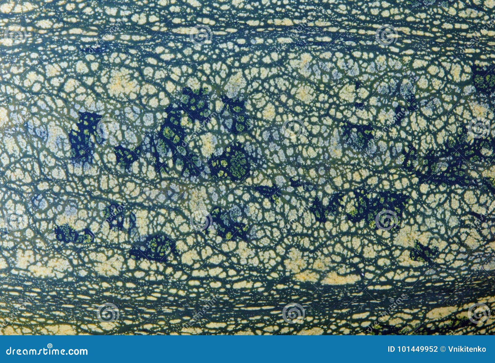 A Pumpkin Skin stock photo. Image of decorative, seasonal - 101449952