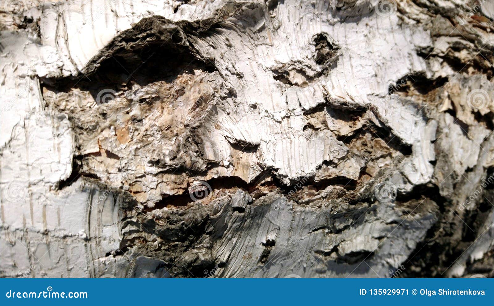 Old Wood Texture. Birch Tree. Stock Image - Image of abstract, brick ...