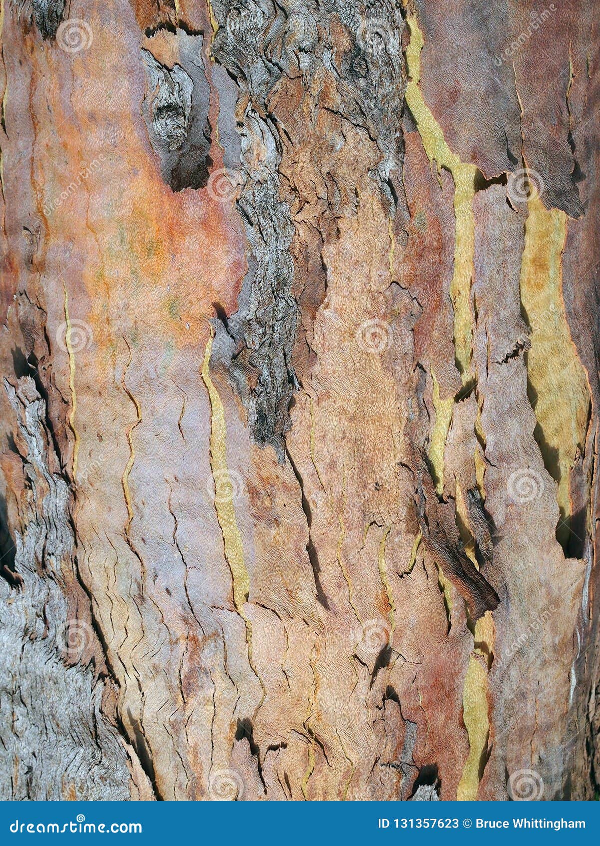 Abstract Textured Multi Coloured Bark Pattern Stock Image - Image of ...