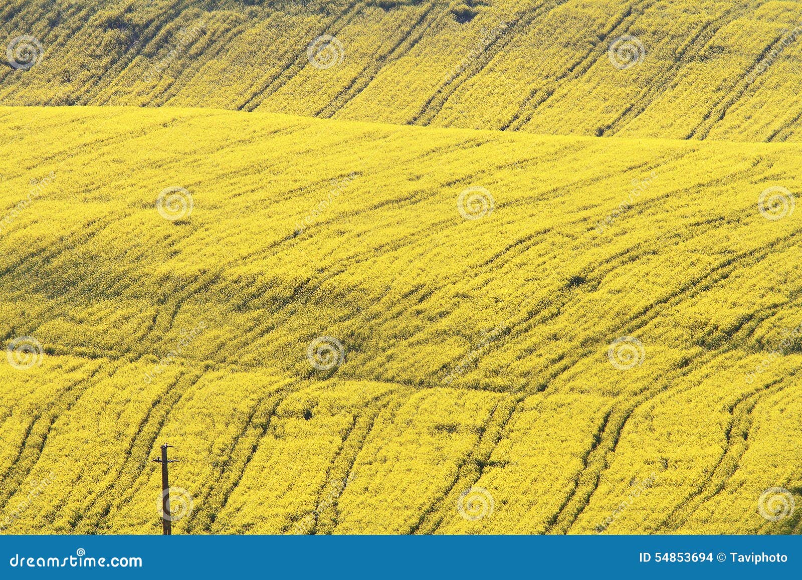 Abstract Textured Turnip Field Stock Photo - Image of flowers, hills ...