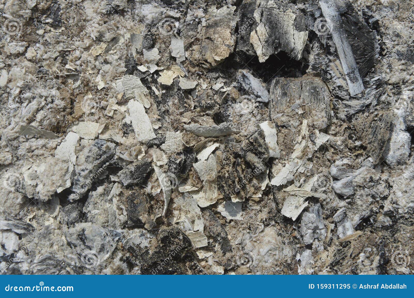 Abstract Textures Ash Wood Background Closeup Stock Image - Image of ...