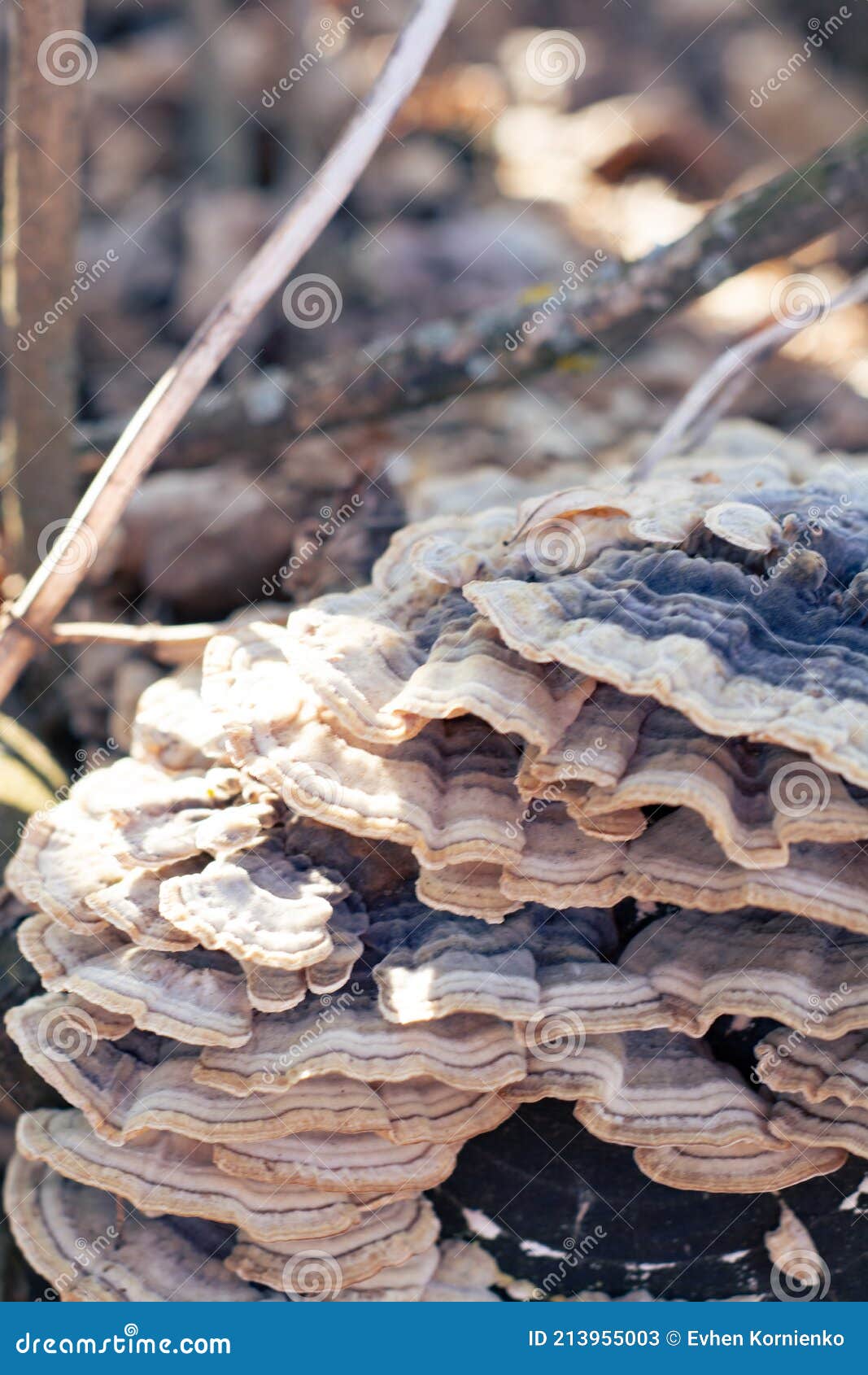 Abstract Textures of Mushrooms Stock Image - Image of abstract, detail ...