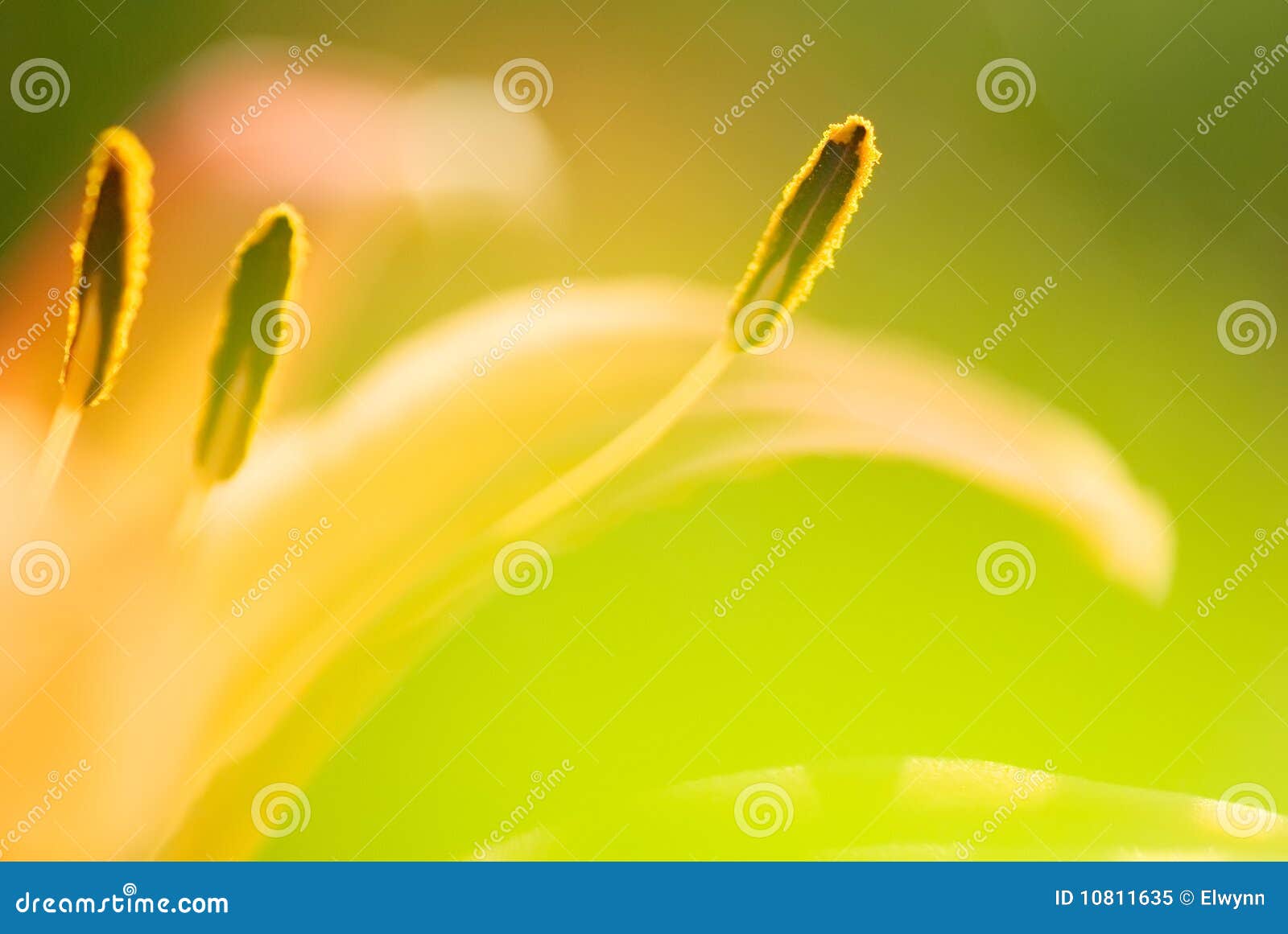 Abstract Tiger Lily Close-up Photo Stock Image - Image of colour ...
