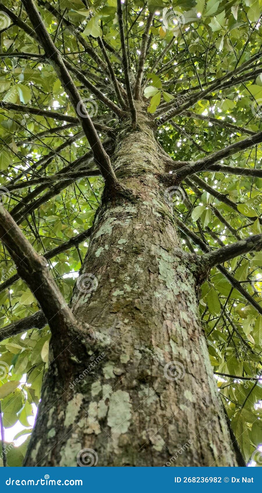 Abstract Towering Tree Trunks Stock Photo - Image of dream, frame ...