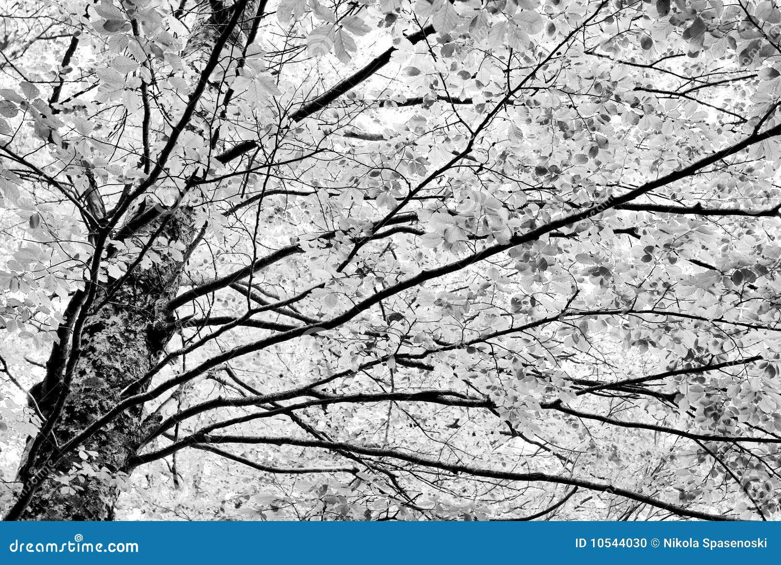 Abstract tree stock photo. Image of leaves, bark, tree - 10544030