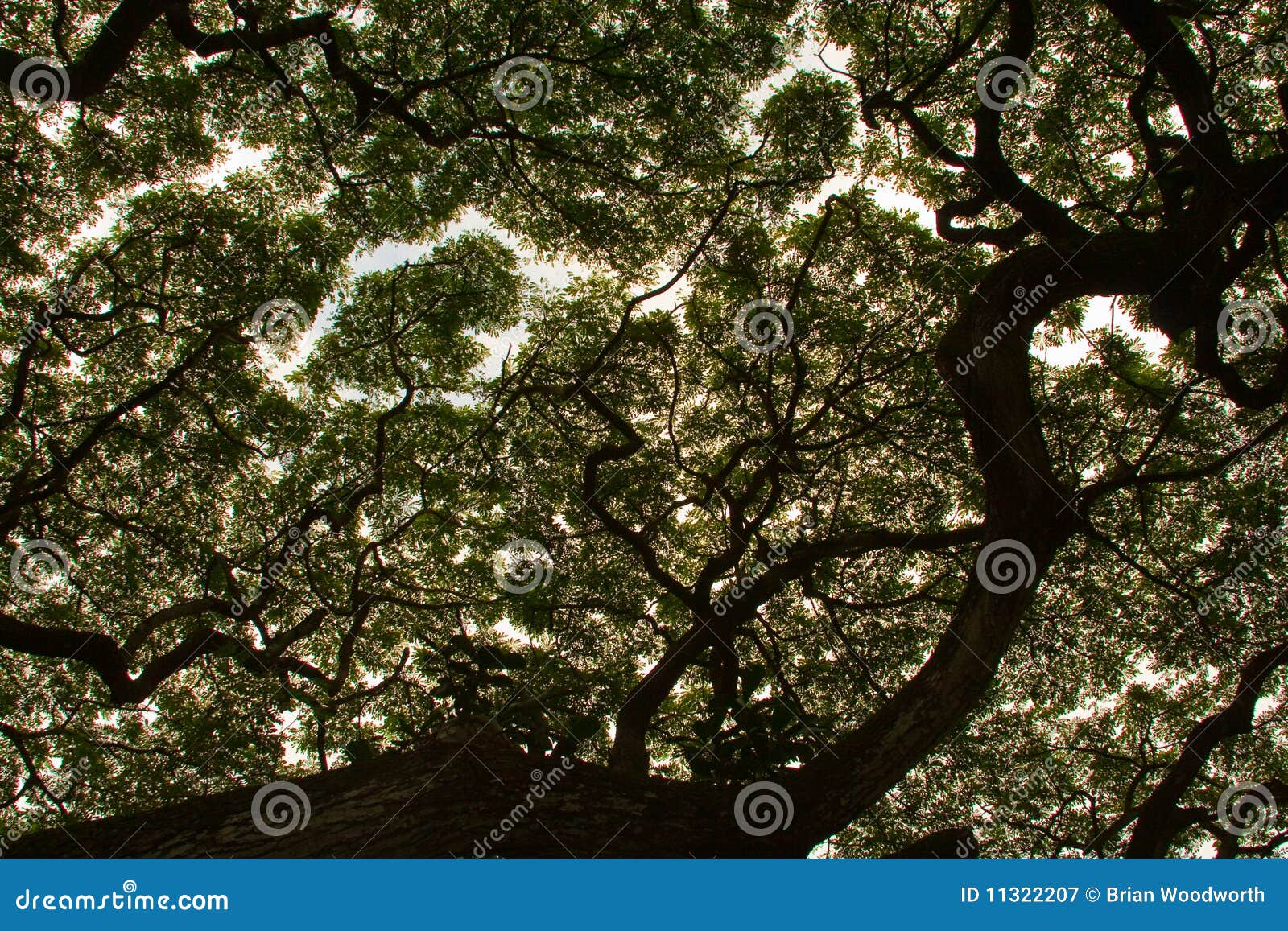 Abstract tree stock image. Image of contrast, branch - 11322207