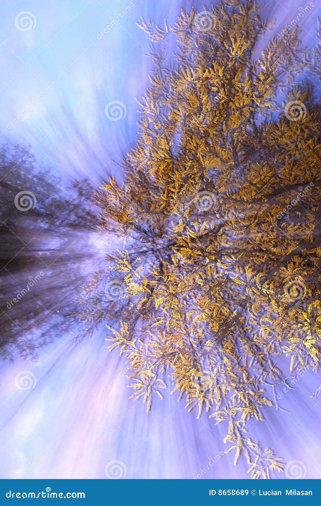 Abstract tree stock image. Image of leaves, light, speed - 8658689