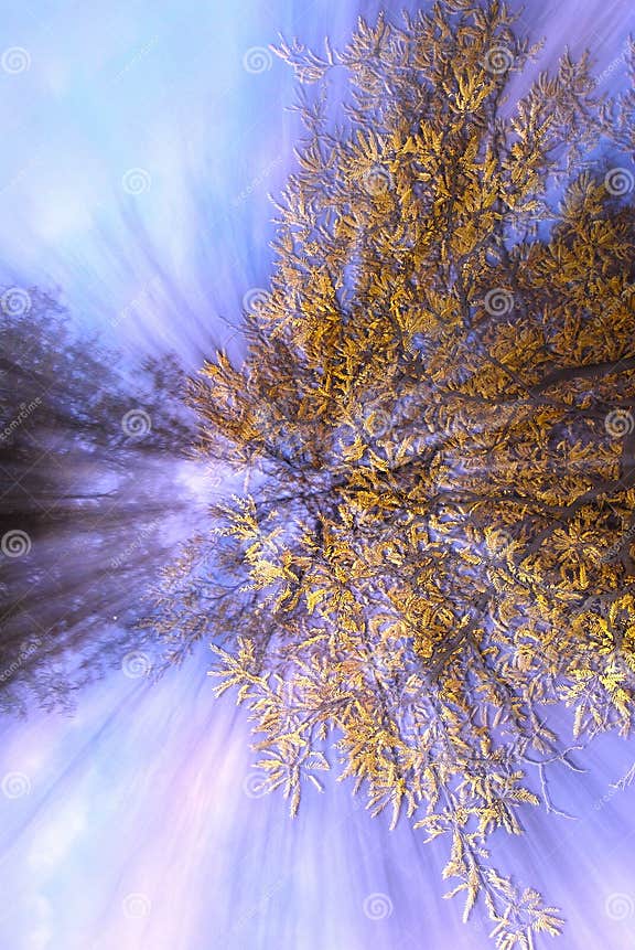 Abstract tree stock image. Image of leaves, light, speed - 8658689