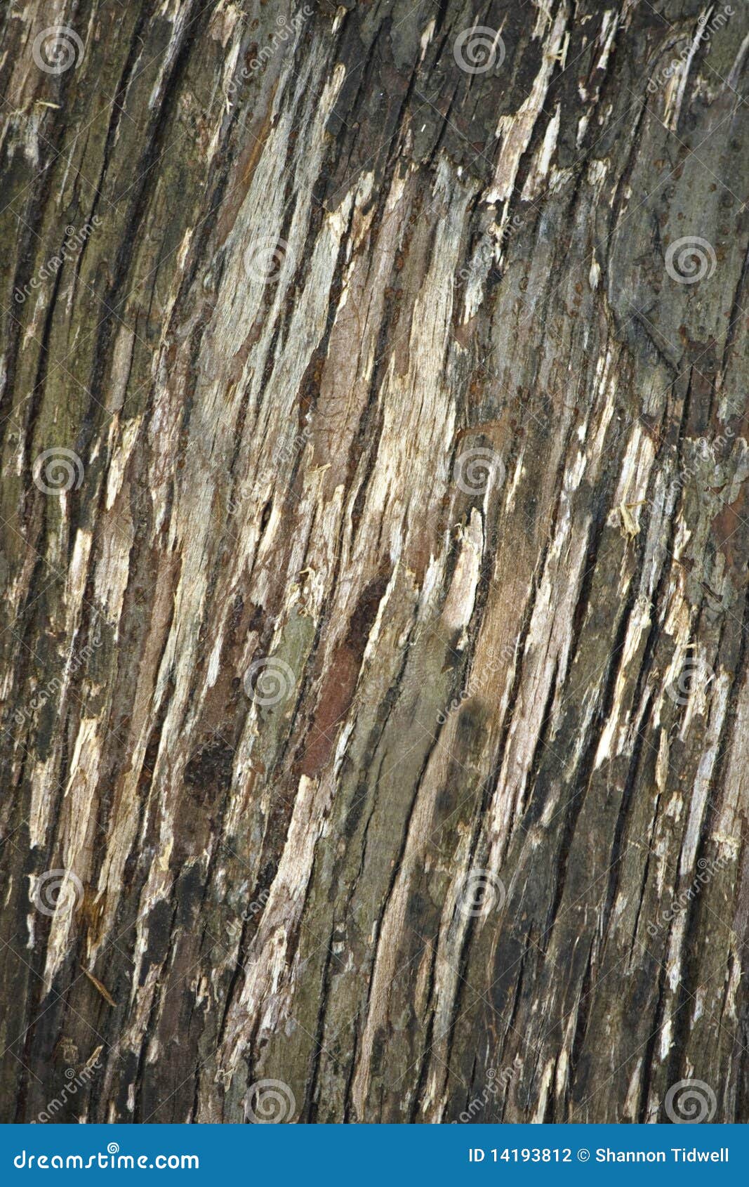 Abstract Tree Bark Background Stock Photo - Image of environment ...
