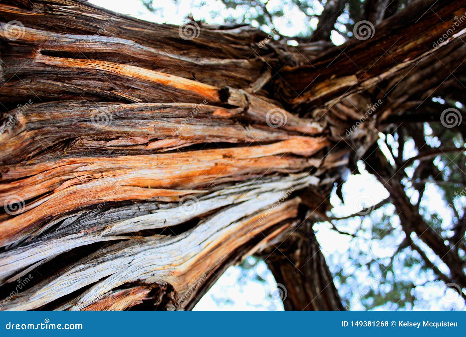 Tree Bark Texture Large Cedar Tree Stock Photo - Image of cedar ...