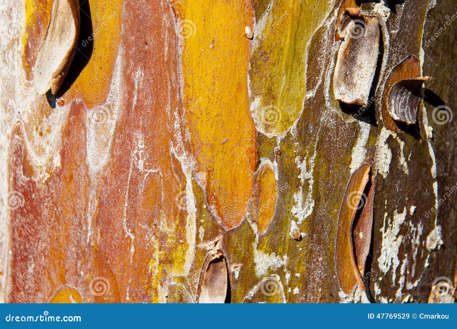 Abstract tree bark stock image. Image of outside, green - 47769529