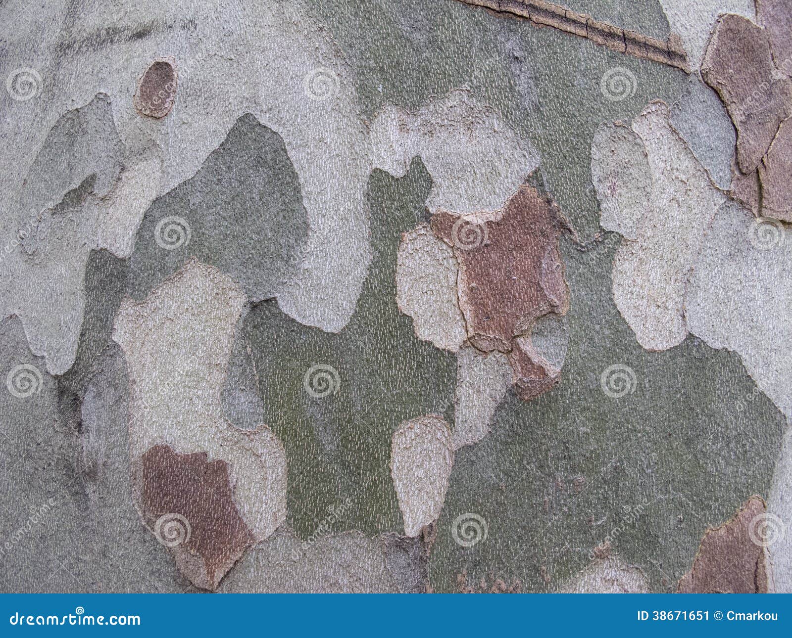 Abstract tree bark stock image. Image of tree, variety - 38671651