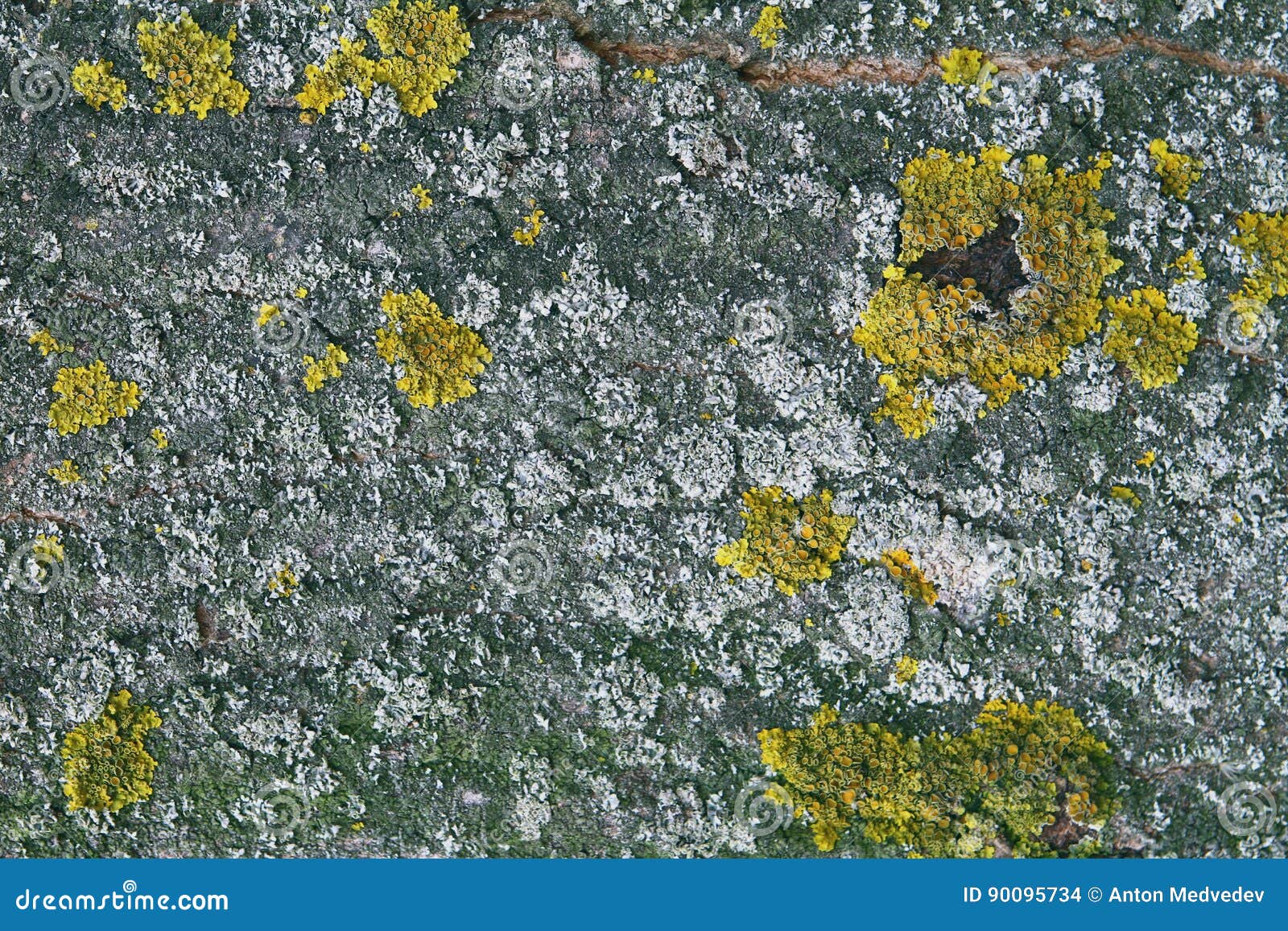 Abstract Tree Bark with Moss Pattern Stock Photo - Image of shabby ...