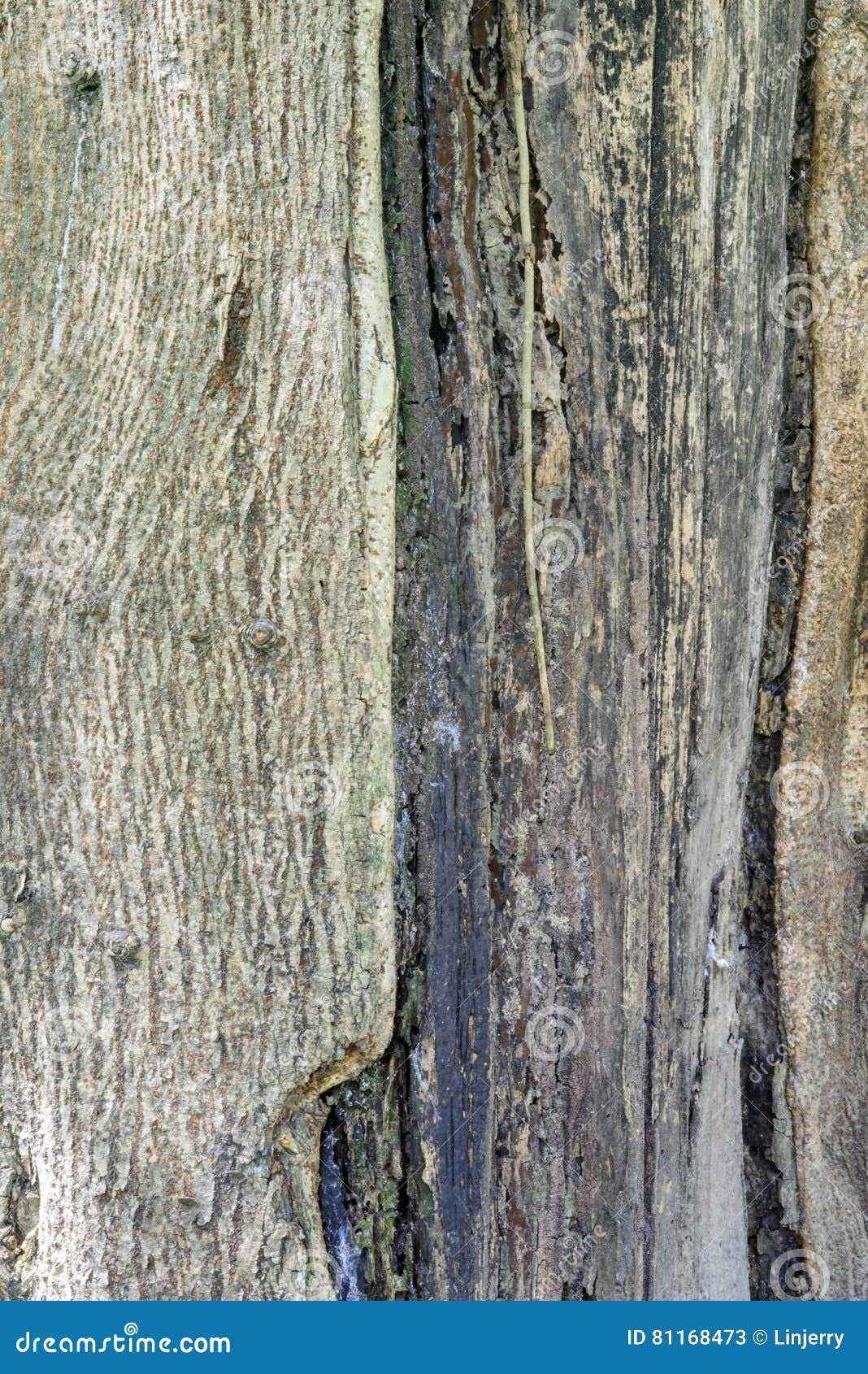 Abstract tree bark texture stock image. Image of hard - 81168473