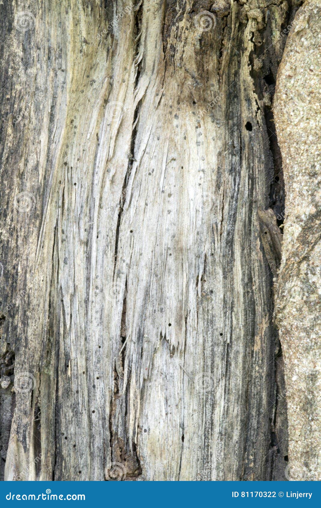 Abstract tree bark texture stock photo. Image of cracked - 81170322