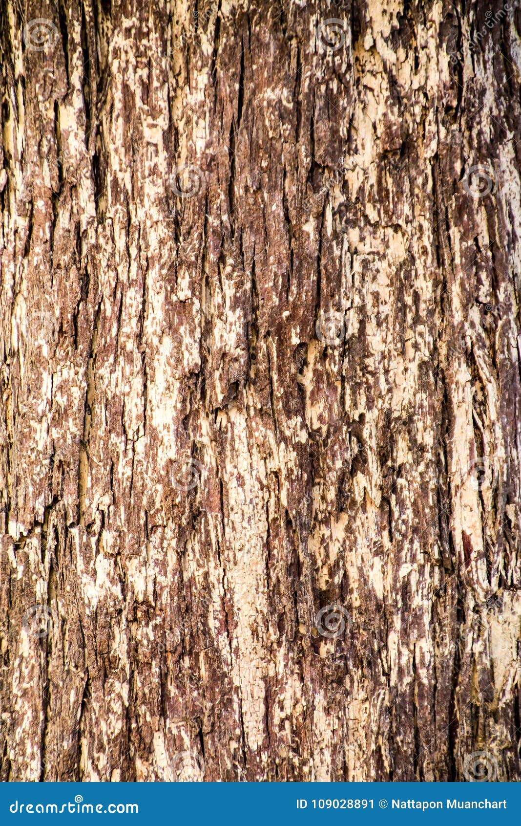 Abstract Tree Bark Textures in the Forest. Stock Image - Image of ...
