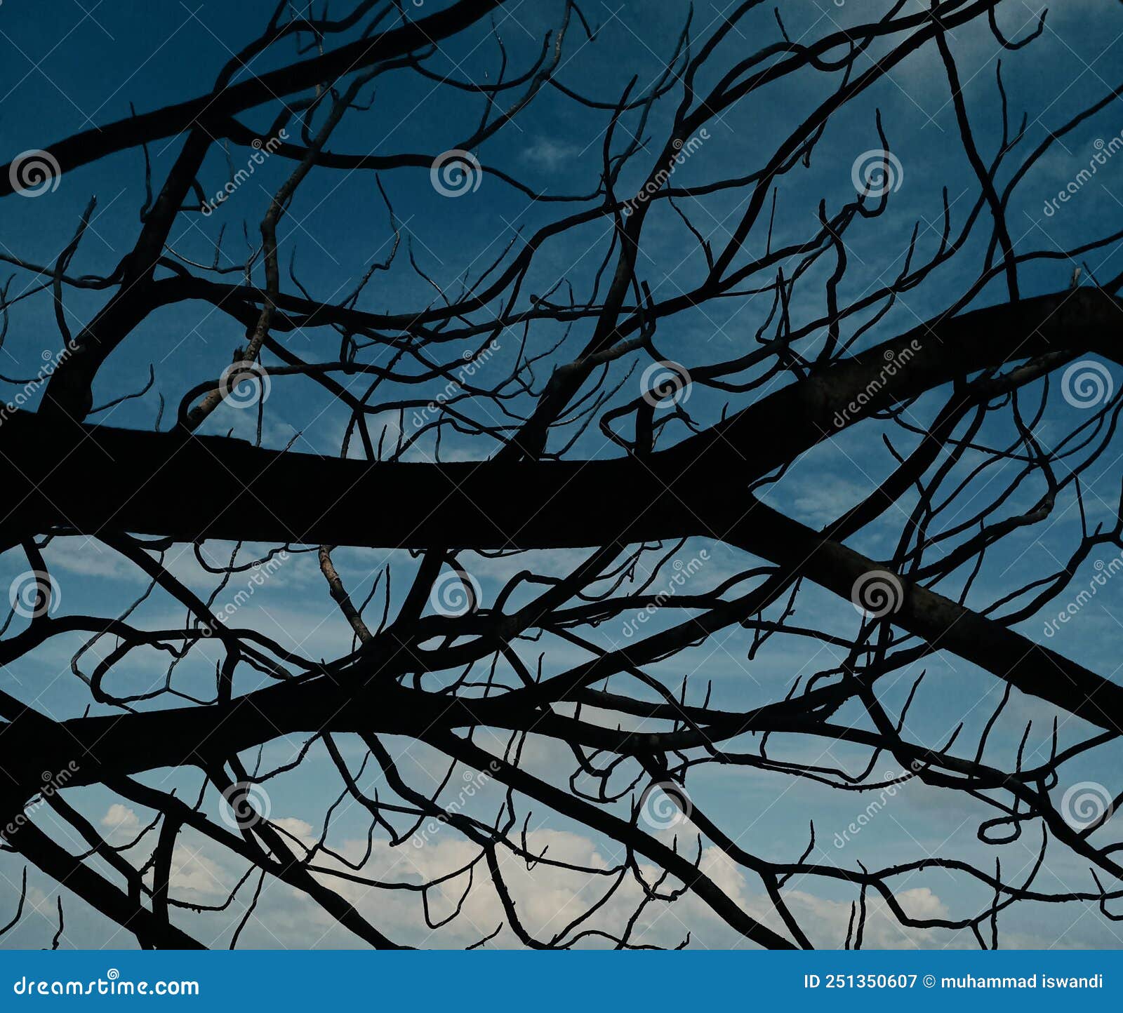 The abstract tree branch stock image. Image of abstract - 251350607