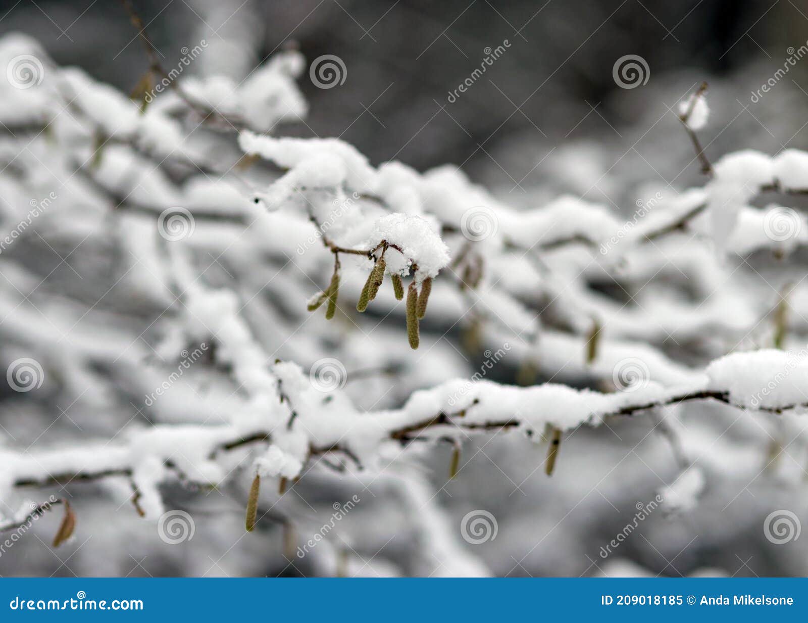 Abstract Tree Branch Patterns Snow-covered Tree Branches Beautiful ...