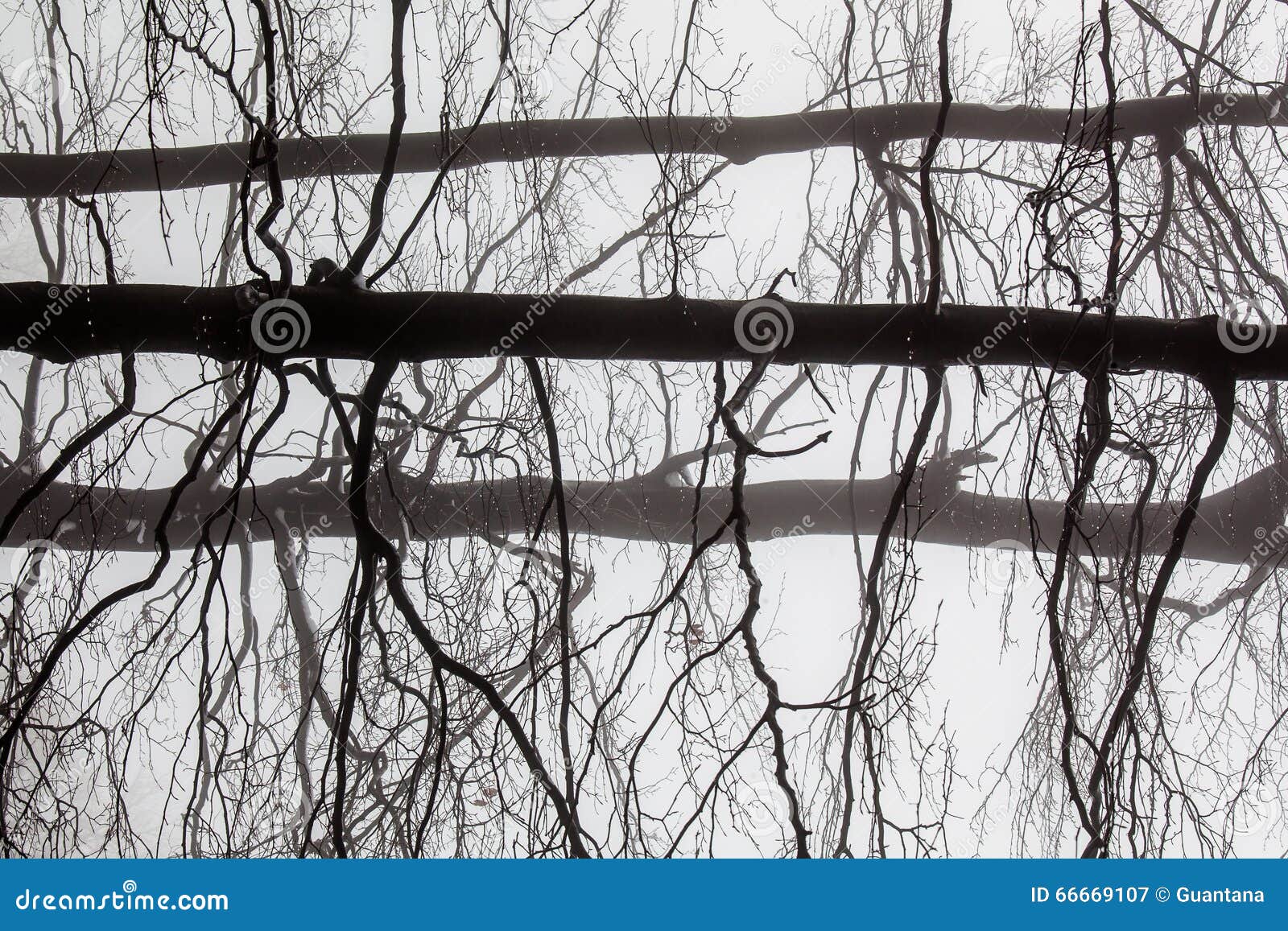 Abstract tree branches stock image. Image of detail, damaged - 66669107