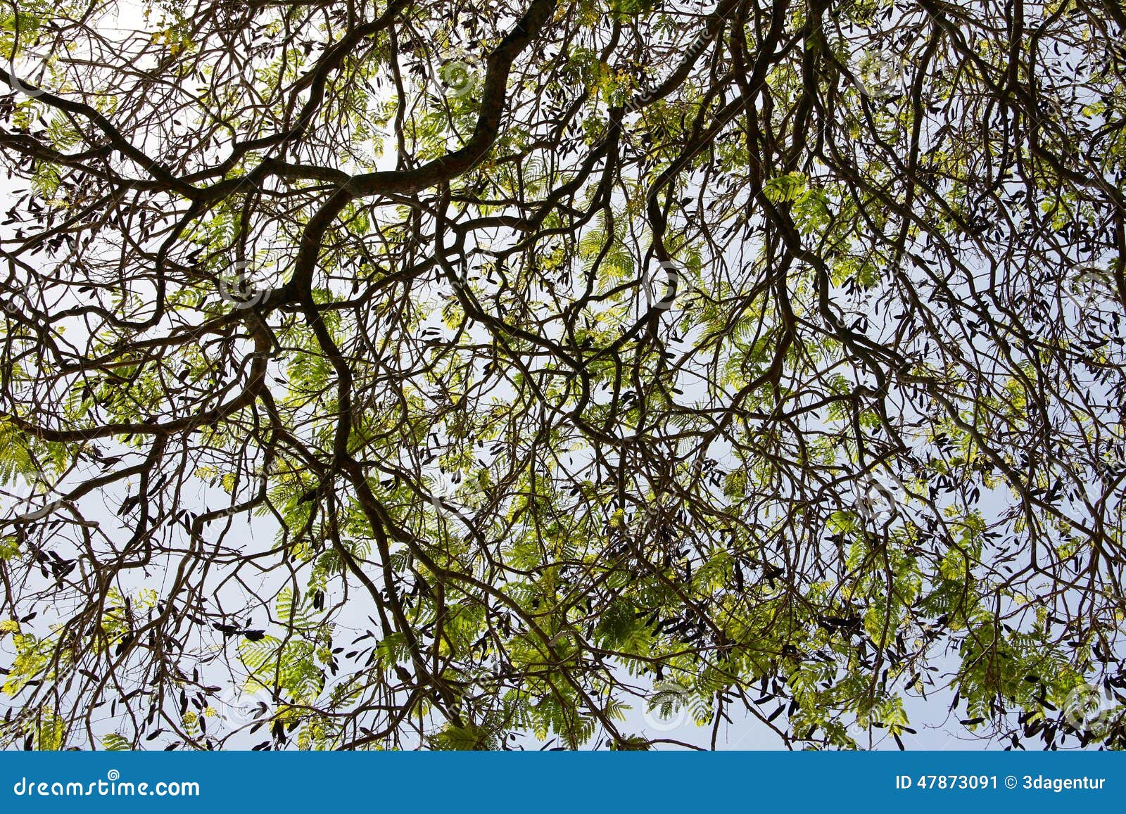 Abstract Tree Branches from Below Stock Image - Image of scene, area ...