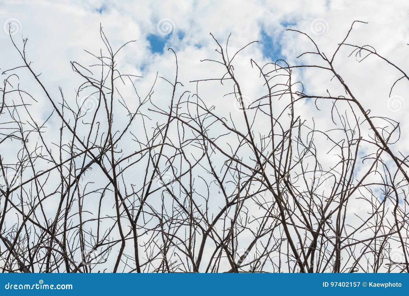 Abstract Tree Branches On Sky Background Stock Image - Image of line ...