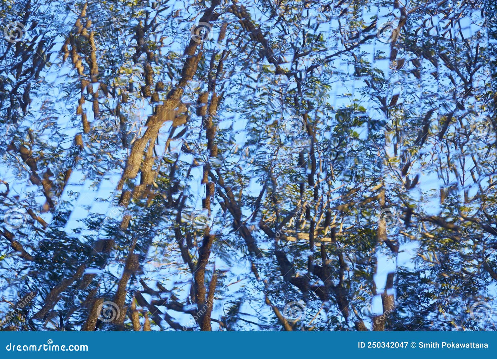 Abstract Tree Environment and Sky Reflection on Mirror Stock Image ...