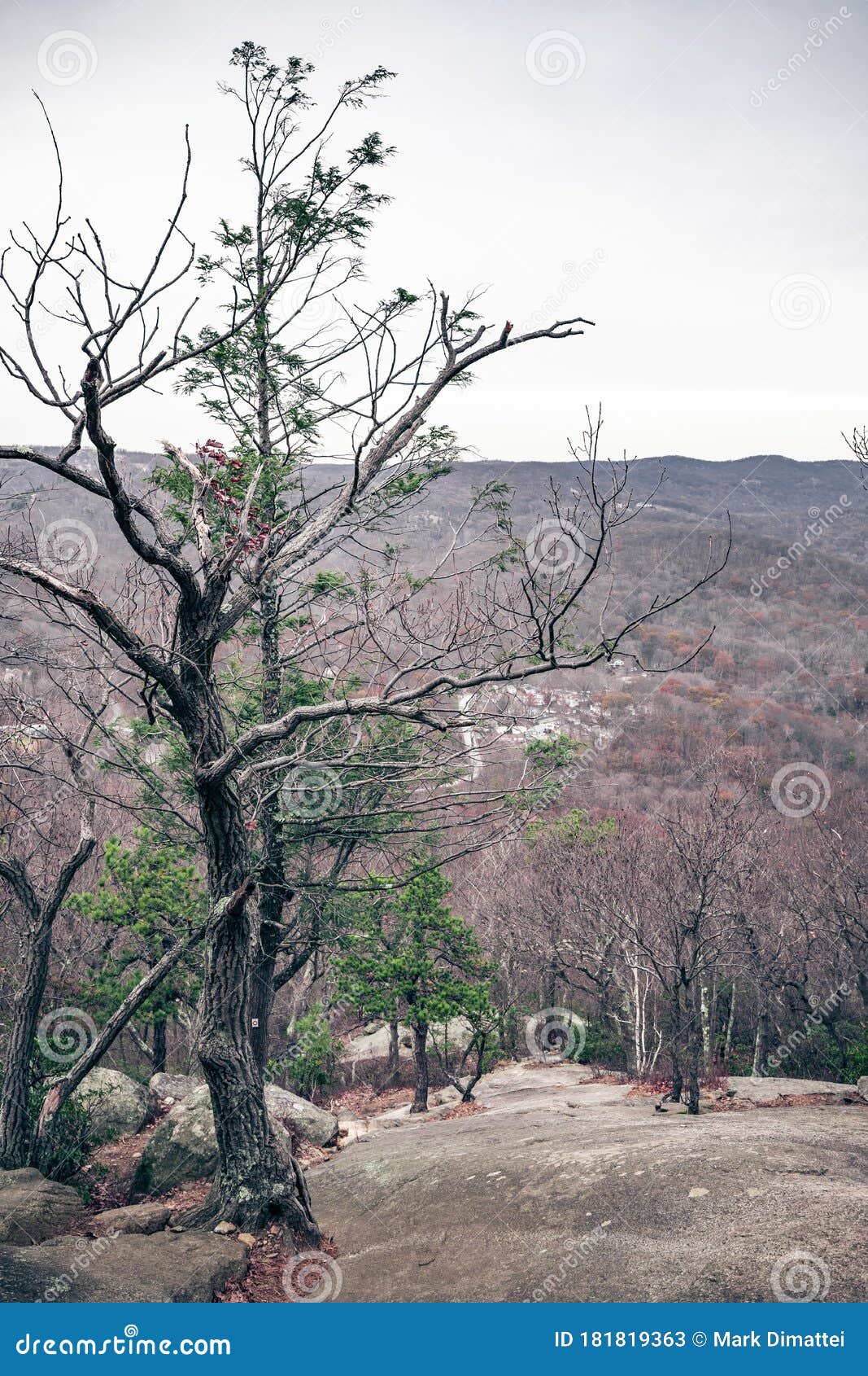 Abstract Tree Portrait on Top of Mountain Hiking Trail Stock Image ...