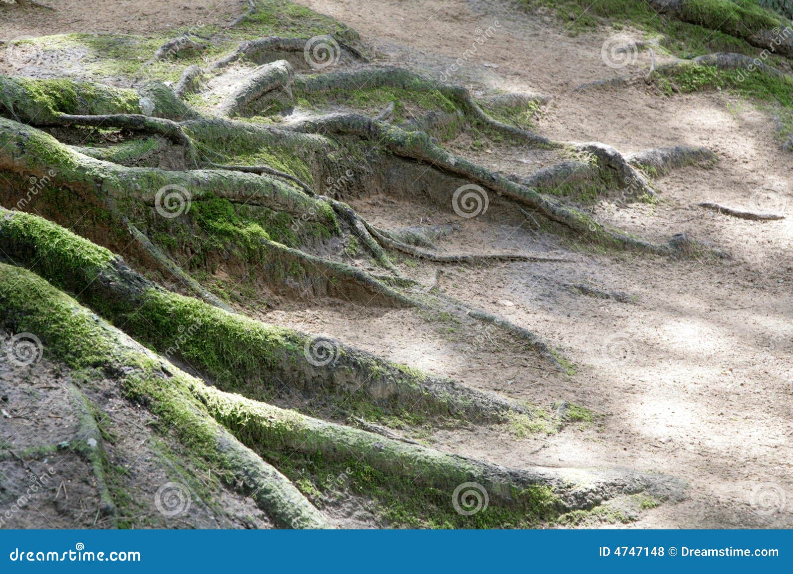 Abstract tree roots stock photo. Image of design, decorative - 4747148