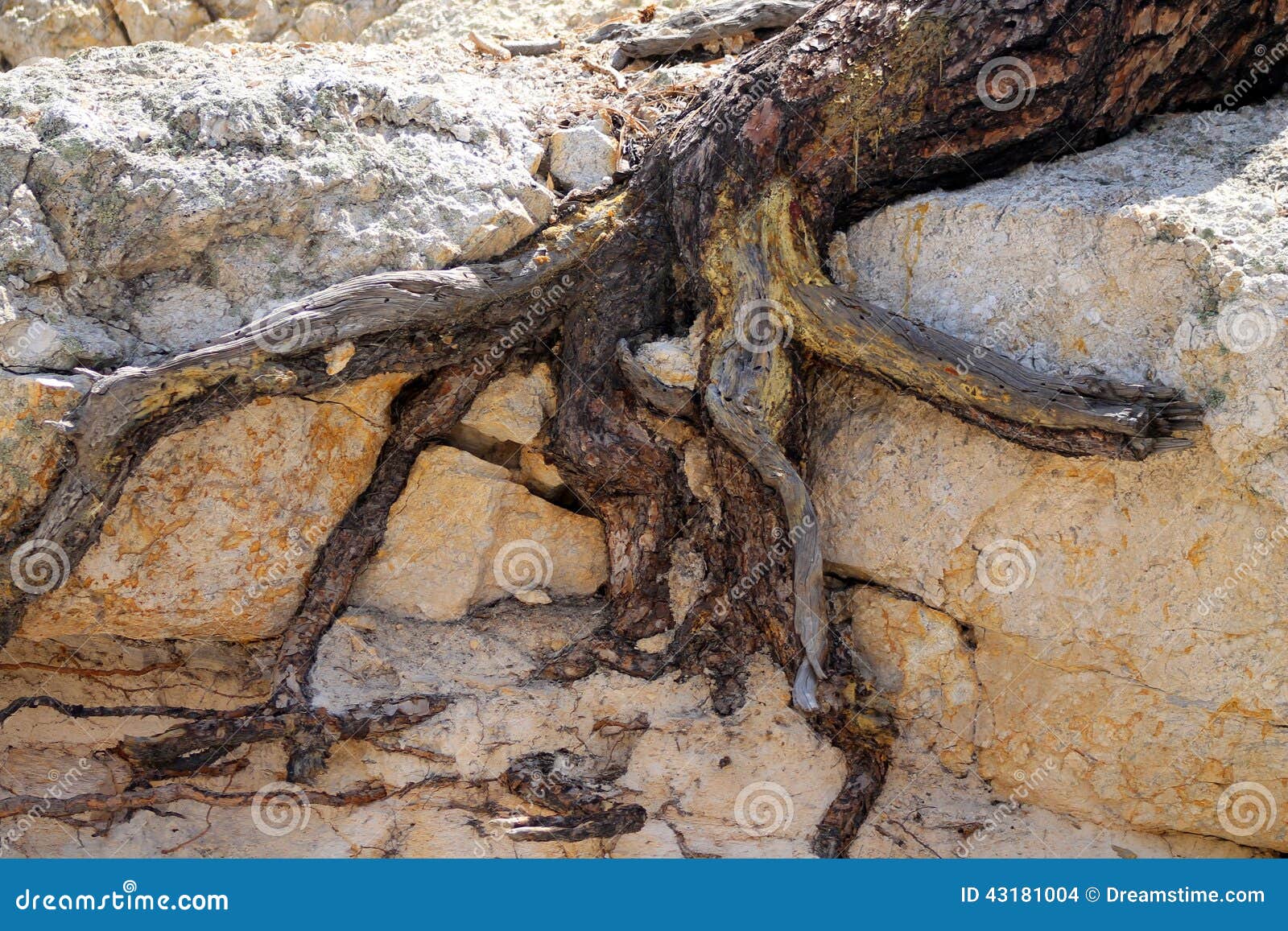 Abstract Tree Roots stock photo. Image of tree, outdoors - 43181004