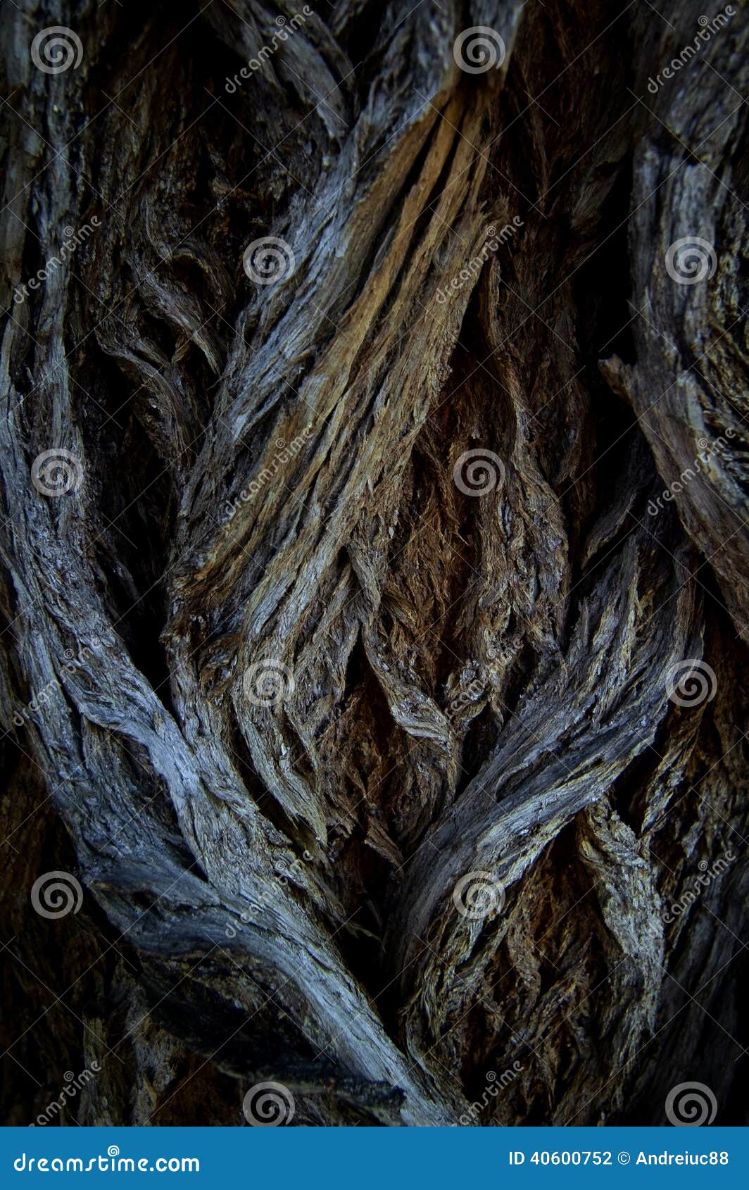 Abstract tree roots stock photo. Image of wicker, natural - 40600752