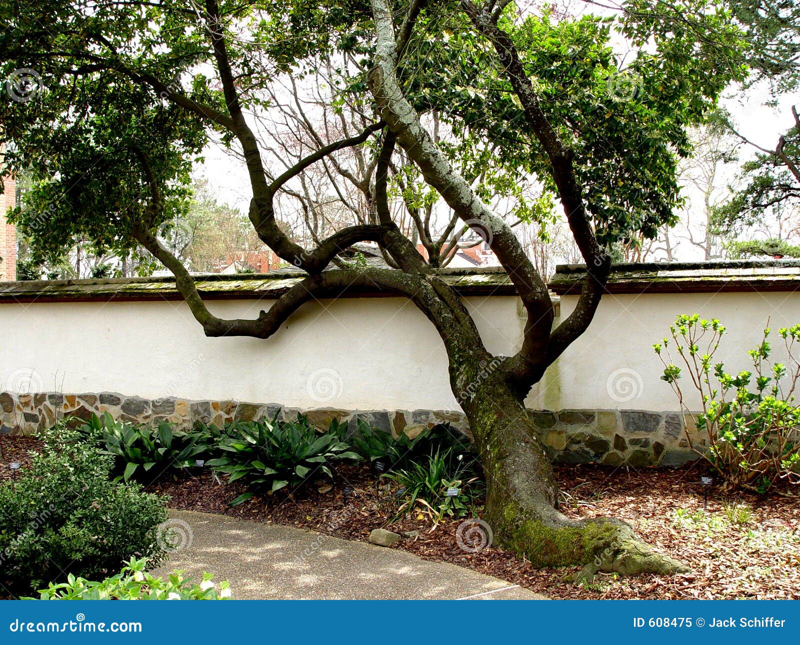 Abstract tree shape stock image. Image of nature, leaning - 608475