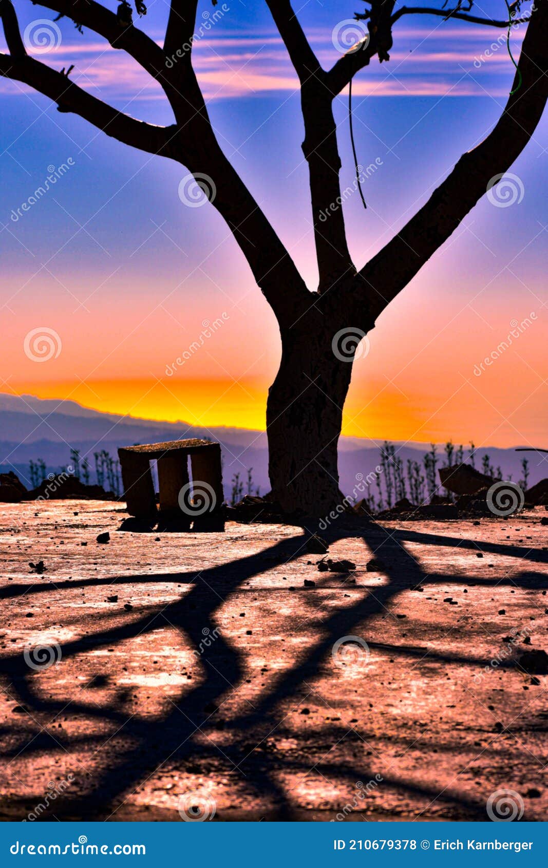 Abstract Tree Silhouette during Sunset Stock Photo - Image of mystical ...