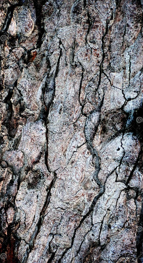 Abstract Tree Surface Texture Stock Image - Image of nature, rough ...