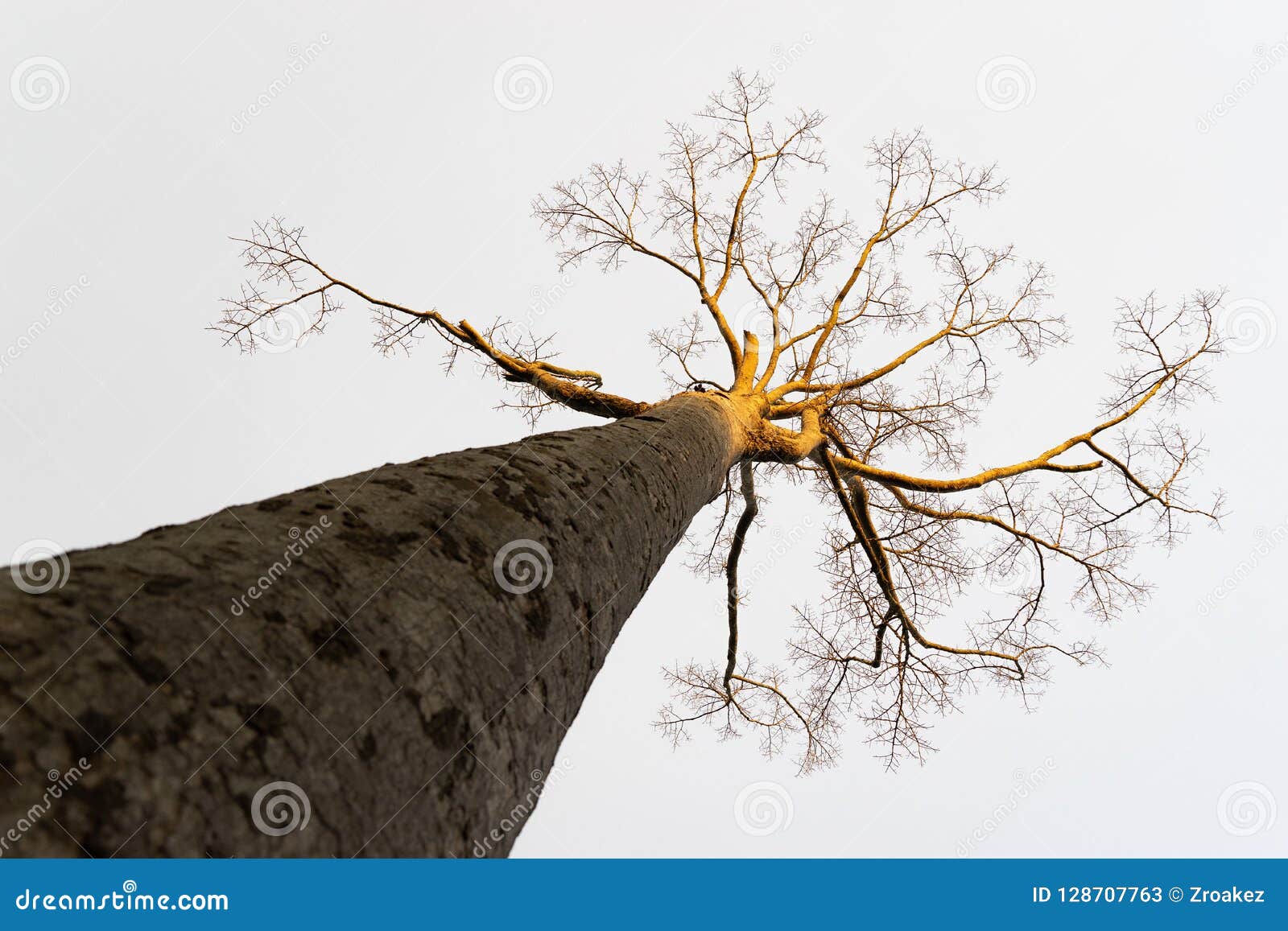 Abstract tree texture stock image. Image of background - 128707763