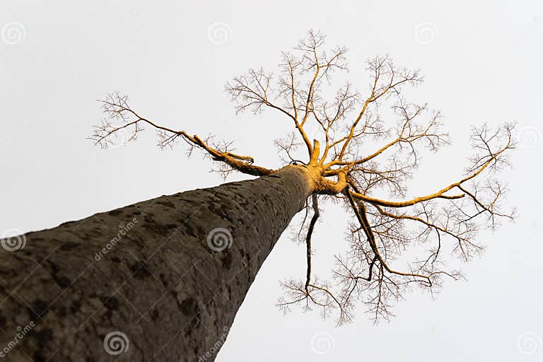 Abstract tree texture stock image. Image of background - 128707763
