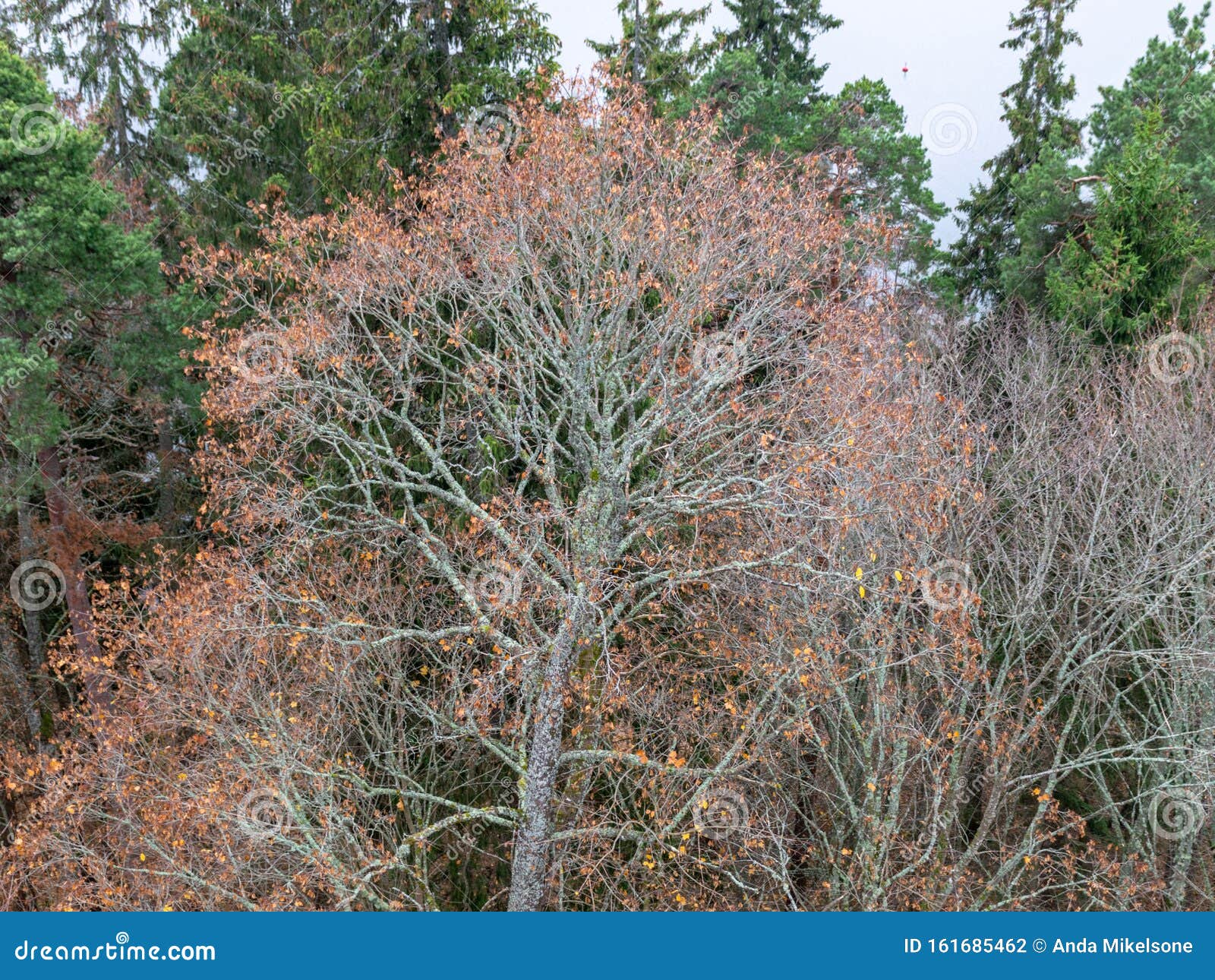 Top View Of Ground Sandy Background Royalty-Free Stock Photography ...