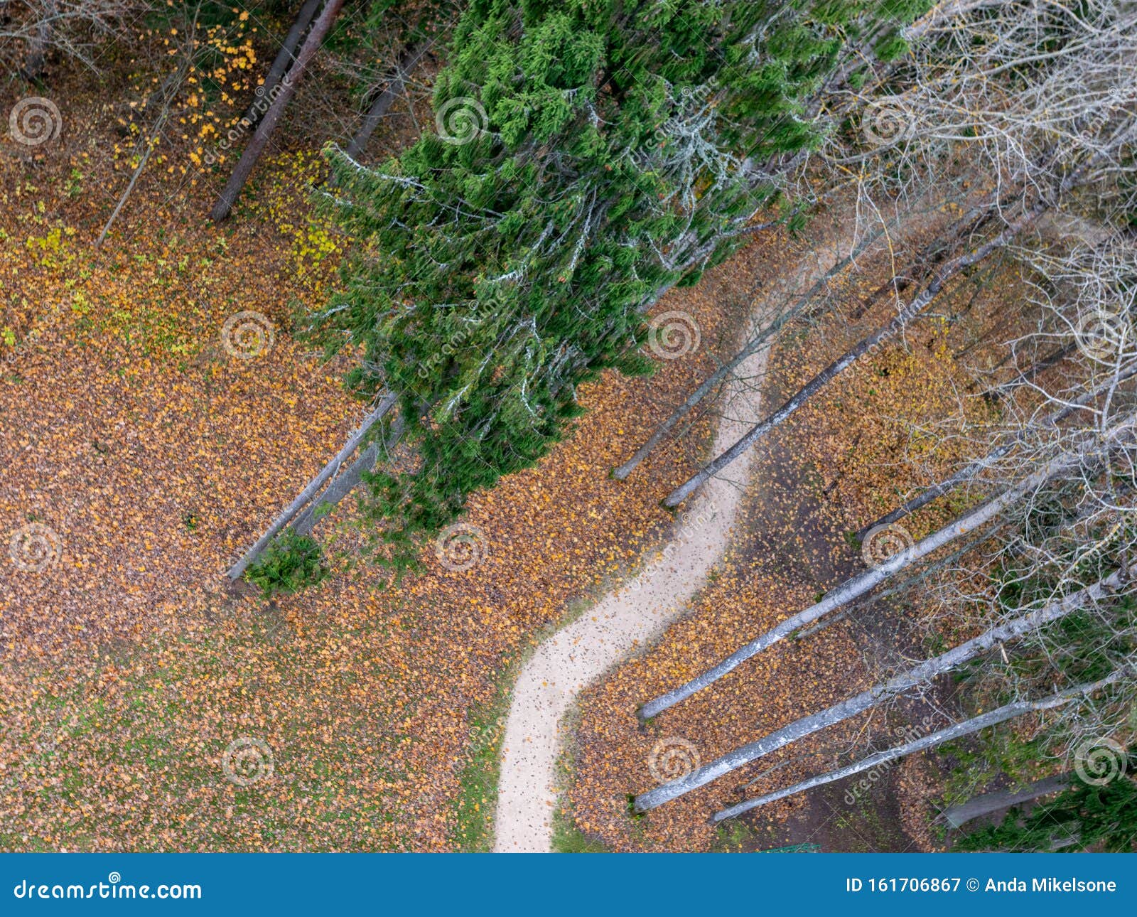 Abstract Tree, Top View, Ground Colored Leaves, Stock Image - Image of ...