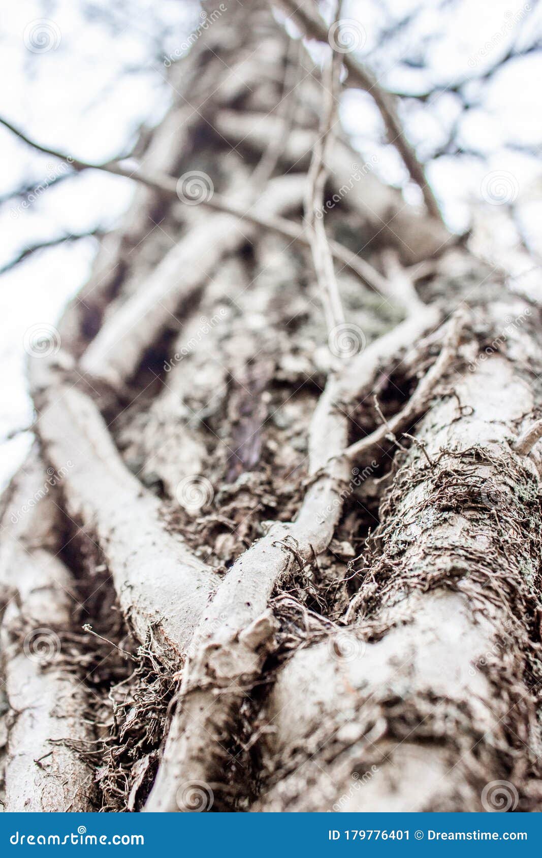 Abstract Tree Trunk with Intertwining Climbing Vines Stock Image ...