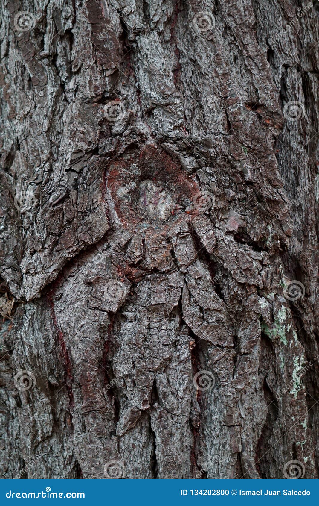 The Abstract Tree Trunk Texture Stock Photo - Image of abstract ...